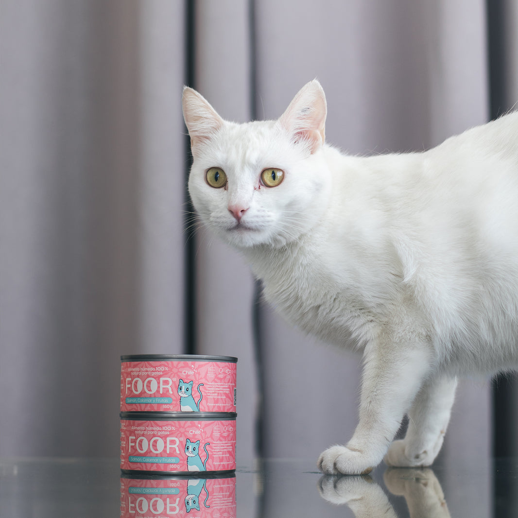 Alimentos increíbles para ir a todas con tu mascota – Foor Store